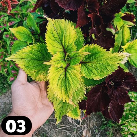 Harga Iler Bunga Terbaru Mei 2025 Biggo Indonesia