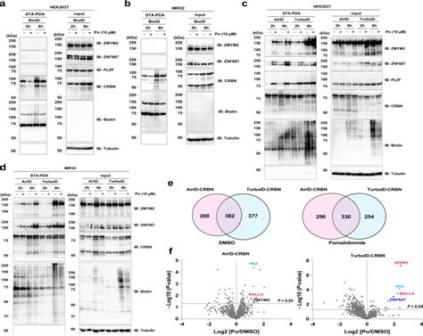 A Proximity Biotinylation Based Approach To Identify Protein E3 Ligase