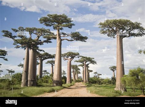 Baobab Tree Adansonia Digitata By Panoramic Images 46 Off