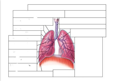 Respiratory System Pic Diagram Quizlet