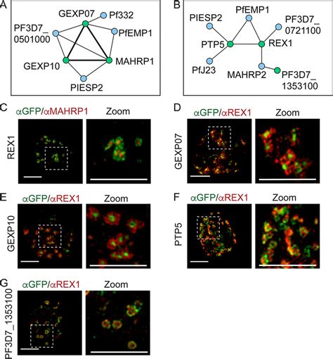 Maurers Cleft Proteins Interact To Form Distinct Protein Clusters A