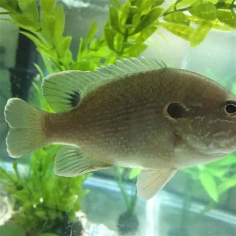 Green Sunfish Facts Diet Habitat And Pictures On Animaliabio