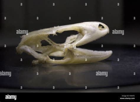 Leopard Gecko Head Skeleton Banque De Photographies Et Dimages à Haute