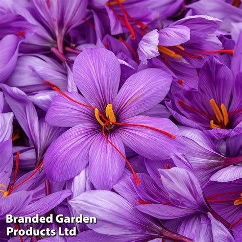 Saffron Crocus Bulbs Flowering Bulbs Suttons