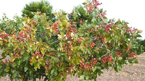 How To Plant Grow And Care For A Pistachio Tree Complete Guide
