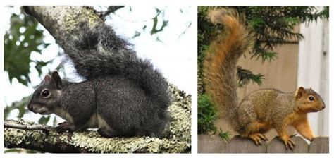 A Tale Of Two Squirrels Socal Wild