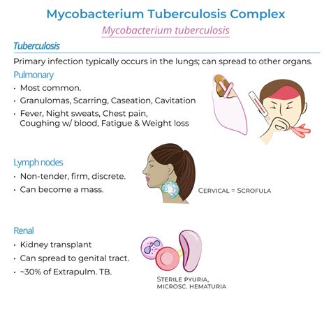 Immunology Microbiology Glossary Mycobacterium Tuberculosis Ditki