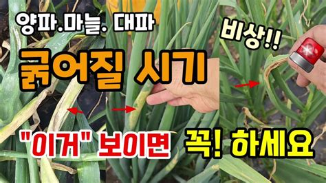 양파 마늘 대파 굵어질시기 지금 이것 보이면 그냥두지말고 꼭 해주세요 그냥 두면 농사 망해요 Youtube
