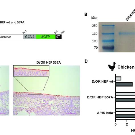 A Schematic Overview Of The Expression Plasmid Used For The