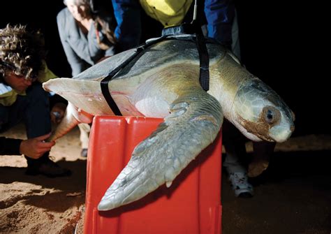 The Flatback Australias Own Sea Turtle — The State Of The Worlds Sea Turtles Swot