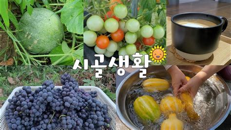 Eng 가을배추 모종을 사왔는데 여름수확이 끝나질 않아요🍇 바쁠수록 한템포 쉬어가는🛁 시골일상 Vlog Youtube