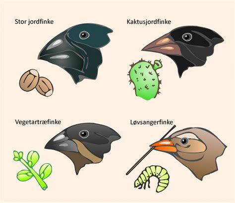 Darwins Finker På Galapagos øerne Biologividen