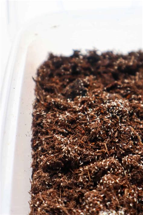 Jungle Magic How To Make A Captivating Rainforest Terrarium