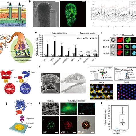 Representative Electrochemical Techniques For Neural Interfaces In Download Scientific Diagram