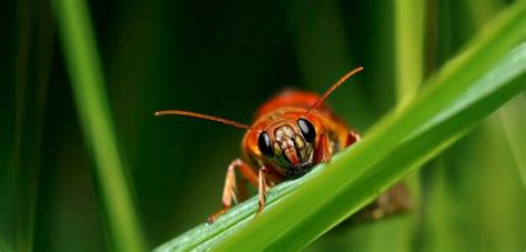 Premium Ai Image A Bug On A Blade Of Grass