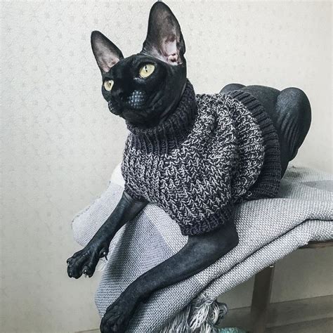 Вязаная Одежда Для Сфинксов 🐾 On Instagram “Моя леди⚜️ Гардероб Челси потихоньку пополняется на