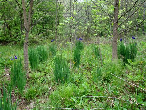 Rurification Robin Edmundson Iris Bog