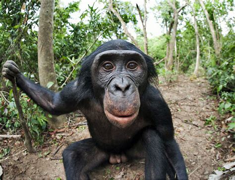 Заповедник «Lola ya Bonobo» в Конго