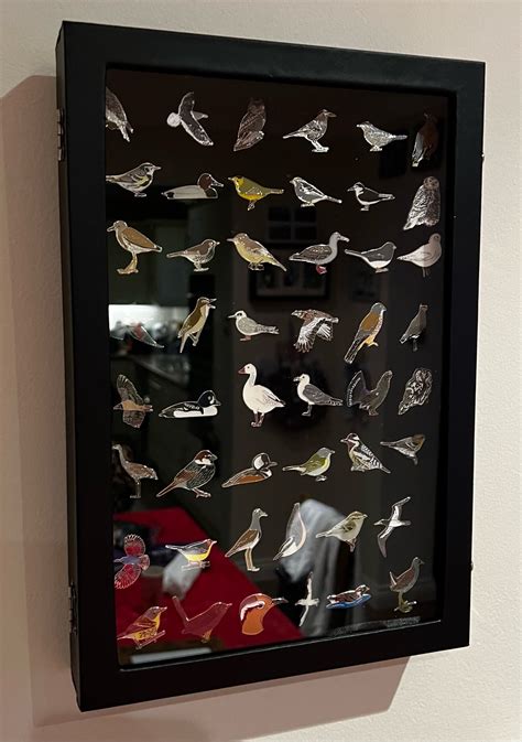 Pin Badge Display Case 3 Sizes Available Uk Birding Pins