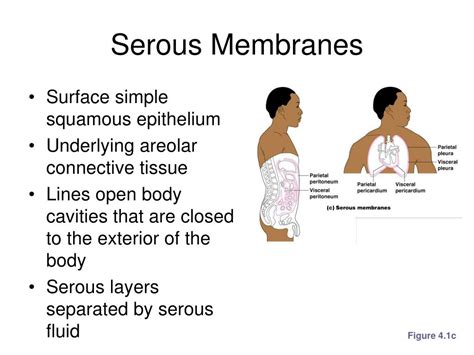 Ppt Integumentary System Skin And Body Membranes Powerpoint