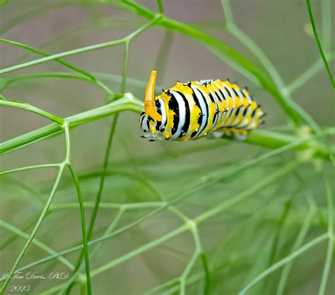 The Eastern Black Swallowtail Caterpillar Coastal Georgia Botanical Gardens