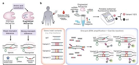 一种简便、快速、精准的crispr基因检测技术cohit 生物通