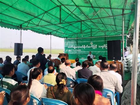 ညောင်ရွှေမြို့နယ်၌ လက်ဆွဲကောက်စိုက်စက်ဖြင့် နွေစပါးစိုက်ပျိုးခြင်း ကွင