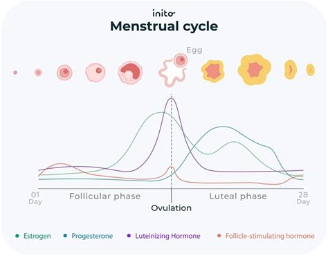 What Is Ovulation Symptoms And Pregnancy