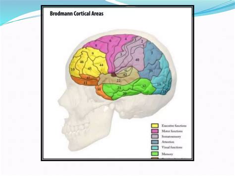 CEREBRUM FUNCTIONAL AREAS PPTX