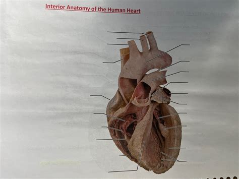 Biol 2151 Interior Anatomy Real Heart Diagram Quizlet