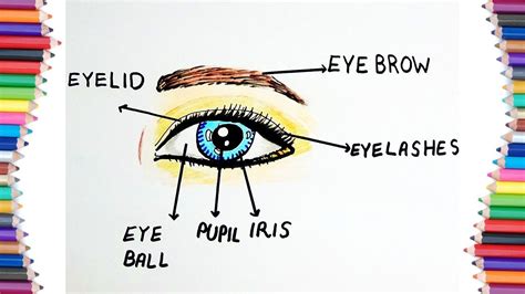 How To Draw Parts Of An Eye With Its Names Youtube