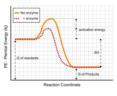 Catalyst Definition Types Function Lesson Study Com