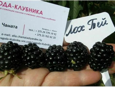 Купить саженцы Ежевика Лох Тей в Беларуси - цены