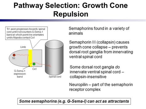 Biol 426 Axon Growth And Guidance Flashcards Quizlet