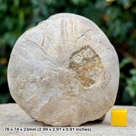 Rare Clypeus Ploti Fossil Echinoid Inferior Oolite Jurassic Banbury