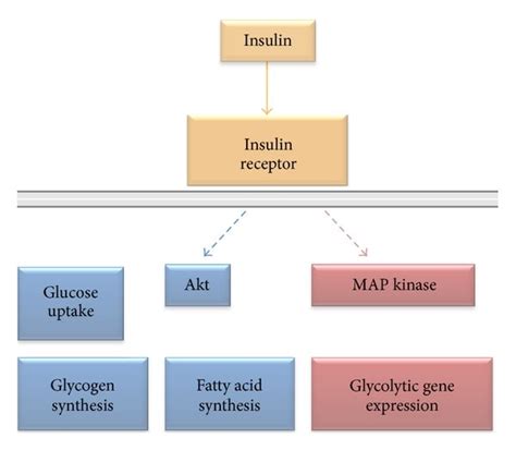 Graphic Representation Of The Classic Modes Of Insulin Igf 1 And