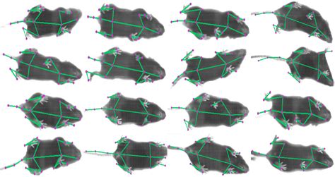 Figure 2 From Of Mice And Pose 2d Mouse Pose Estimation From