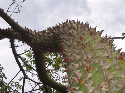 무료 이미지 자연 분기 선인장 잎 녹색 이탈리아 식물학 정원 플로라 가문비 관목 위험한 찌르기 시칠리아 팔레르모 뾰족한 꽃 피는 식물 우디