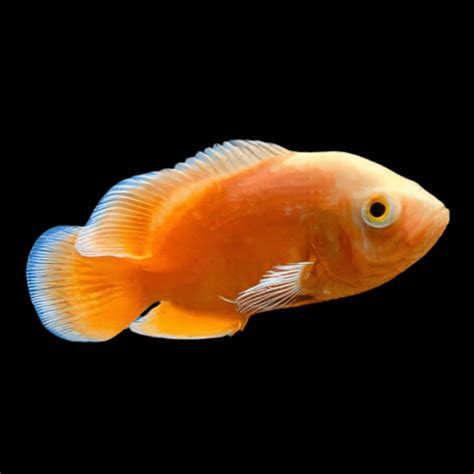 Super Red Albino Oscar Astronotus Ocellatus Sims Tropical Fish