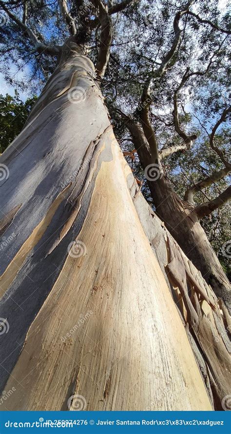 Closeup Image Of Tree Trunk In Autumn Made To Add Depth And Height
