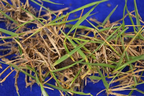 University Of Illinois Plant Clinic Growing Zoysia Warm Season Grass In Illinois