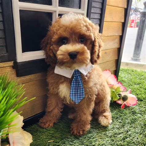 Cockapoo F1b Male Puppy Bark Avenue Puppies