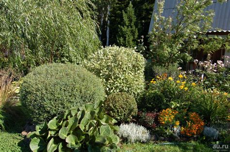 Ива Маяк в ландшафтном дизайне (47 фото) - фото - картинки и рисунки ...