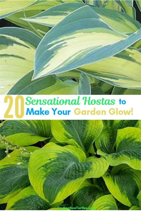 20 Best Hostas For Shade Garden Areas Finding Sea Turtles Hostas For Shade Shade Garden
