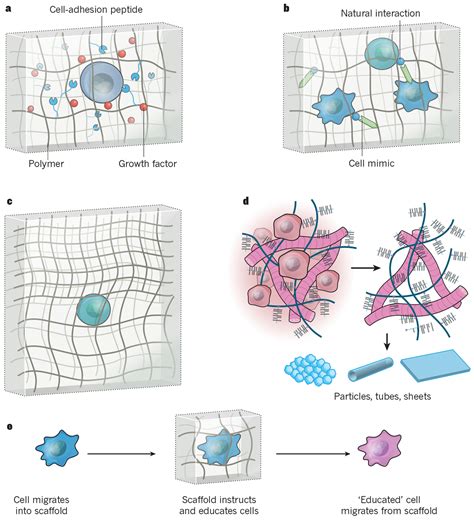 Mimicking Biological Functionality With Polymers For Biomedical