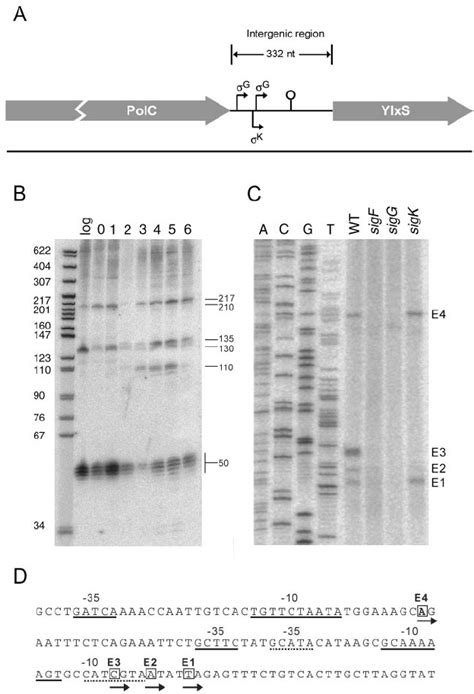 Developmental Regulation Of Polc Ylxs Transcripts A Schematic Download Scientific Diagram