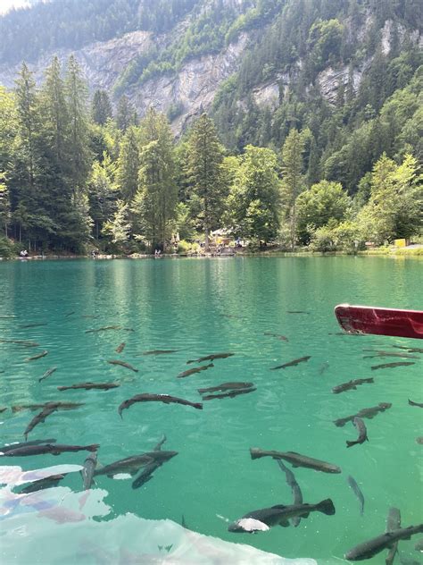 스위스 여행 추천지 블라우제 호수 Blausee Lake Paris Joomin