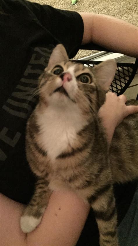 I Was High As Astronaut Dick Last Night And When I Looked At My Cat He Was Giving Me This Look