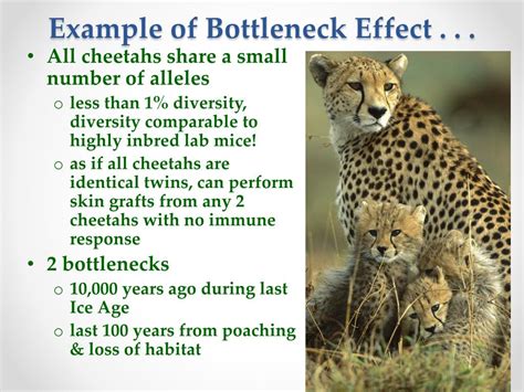 Bottleneck Effect Example