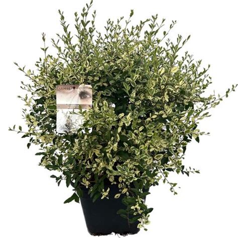 Ligustrum Ibota Musli — Plant Wholesale Floraccess